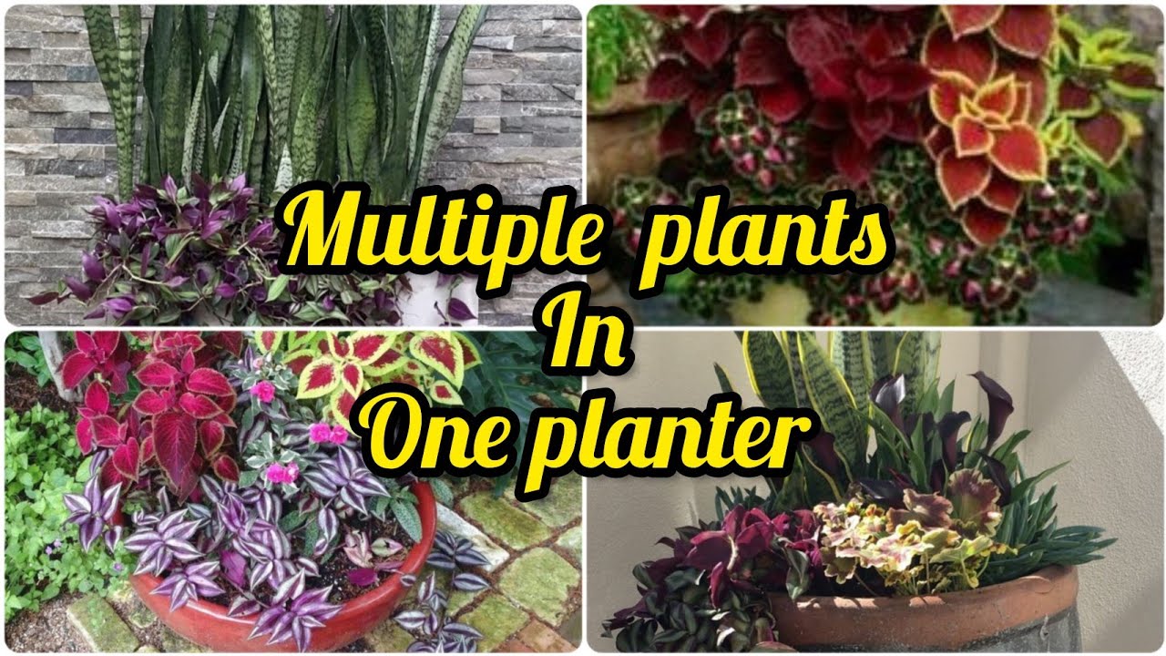 How to grow MULTIPLE PLANTS 🪴 🤔 in one planter #terrace#summer # ...