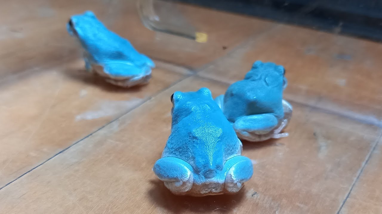 한국 파란색 청개구리들 korea blue frogs - YouTube