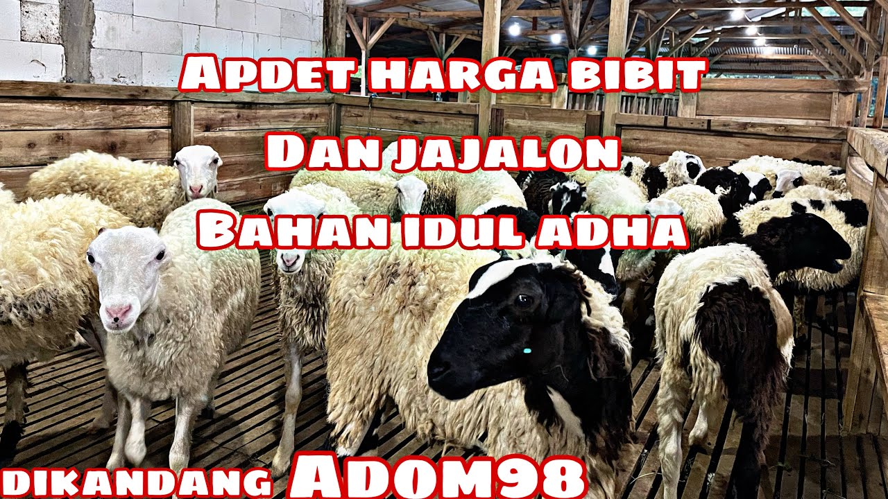 APDET HARGA DOMBA BIBIT GARUT SUPER DAN JAJALON BAHAN IDUL ADHA - YouTube