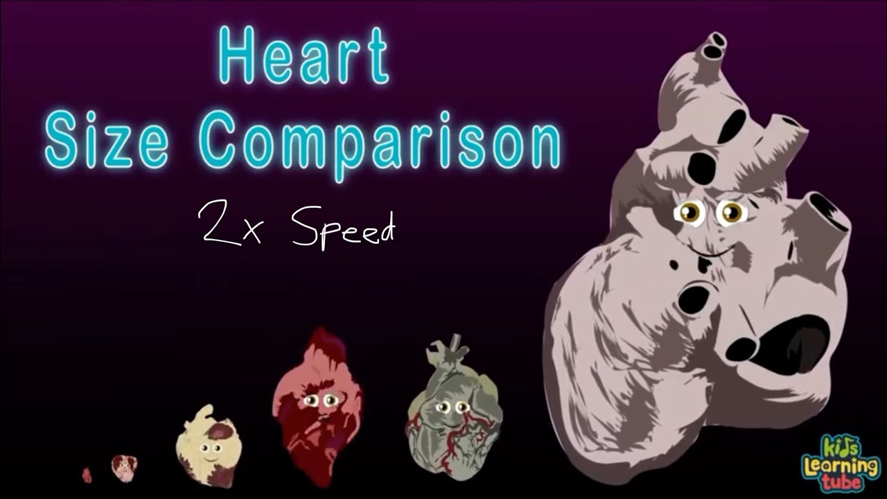 KLT - Heart Size Comparison 2x Speed - YouTube