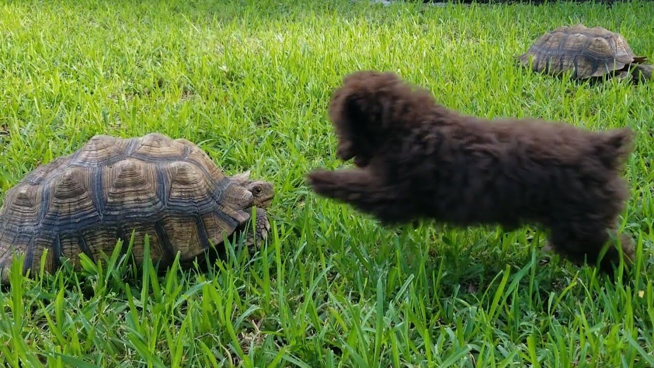 Puppy Attacks Tortoise - YouTube