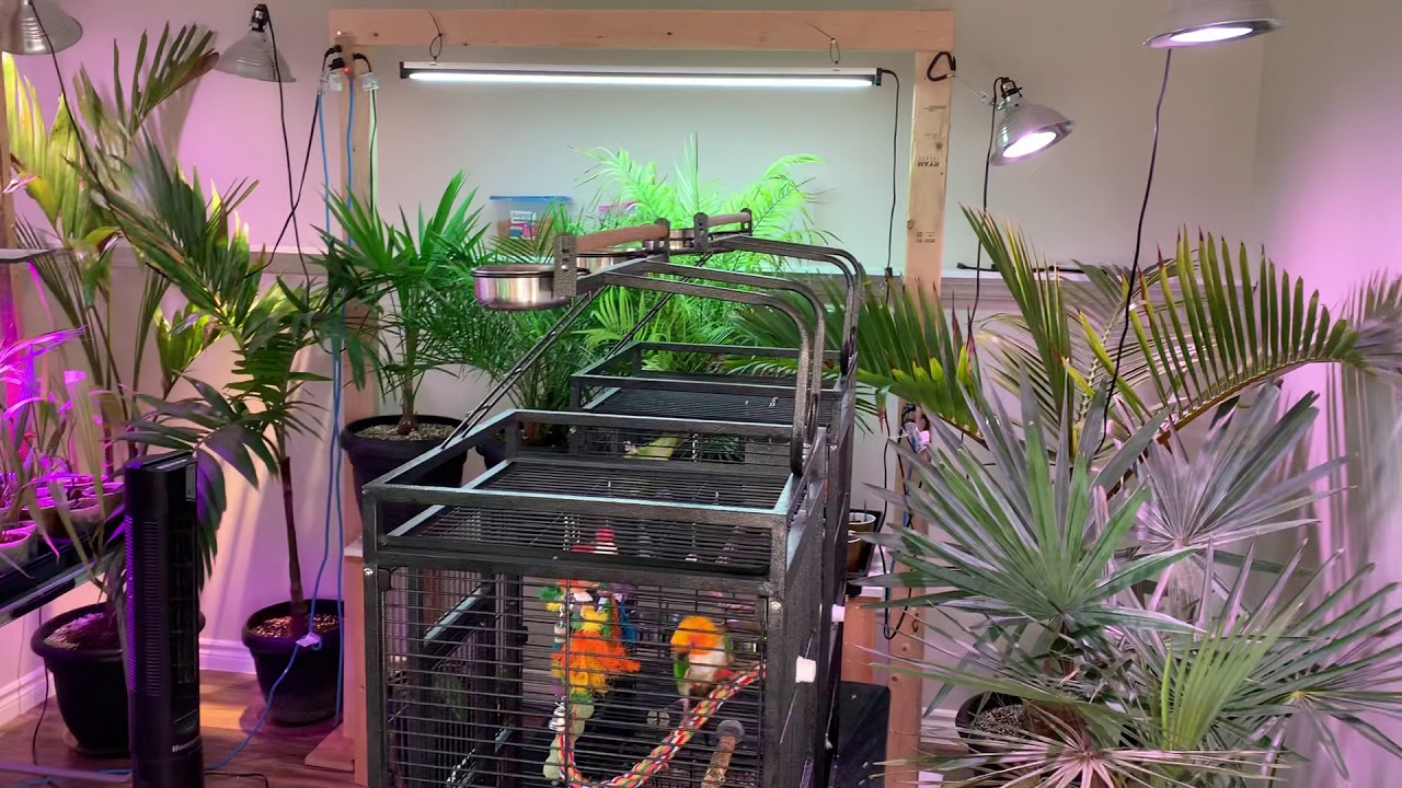 Northern palm trees prepping to go outside finally - YouTube