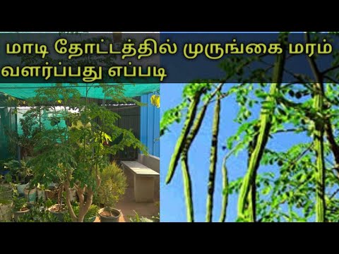 Murungai maram valarppu // Drumstick tree how to grow || rubas kitchen ...