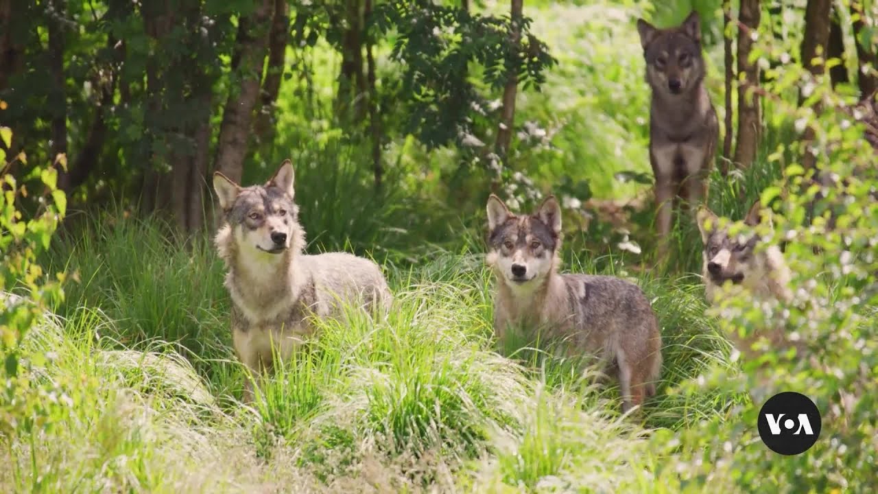 In Livestock-Rich California, Return of Gray Wolves a Worry | VOANews ...