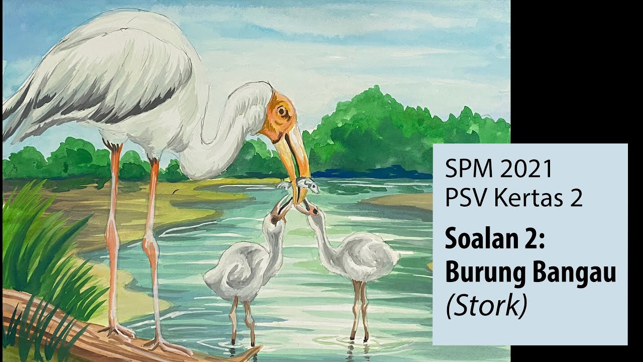 SPM Question 2 - Stork - YouTube