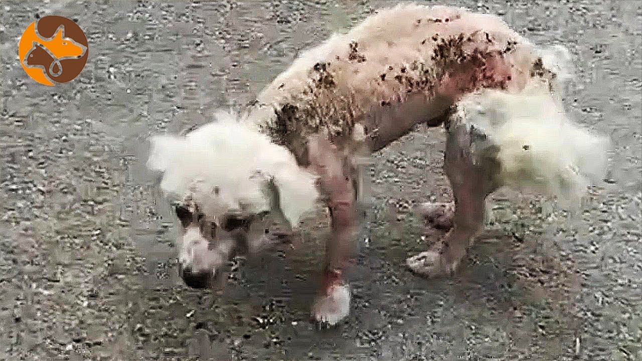 A stray dog with a severe skin condition receives aftercare and ...