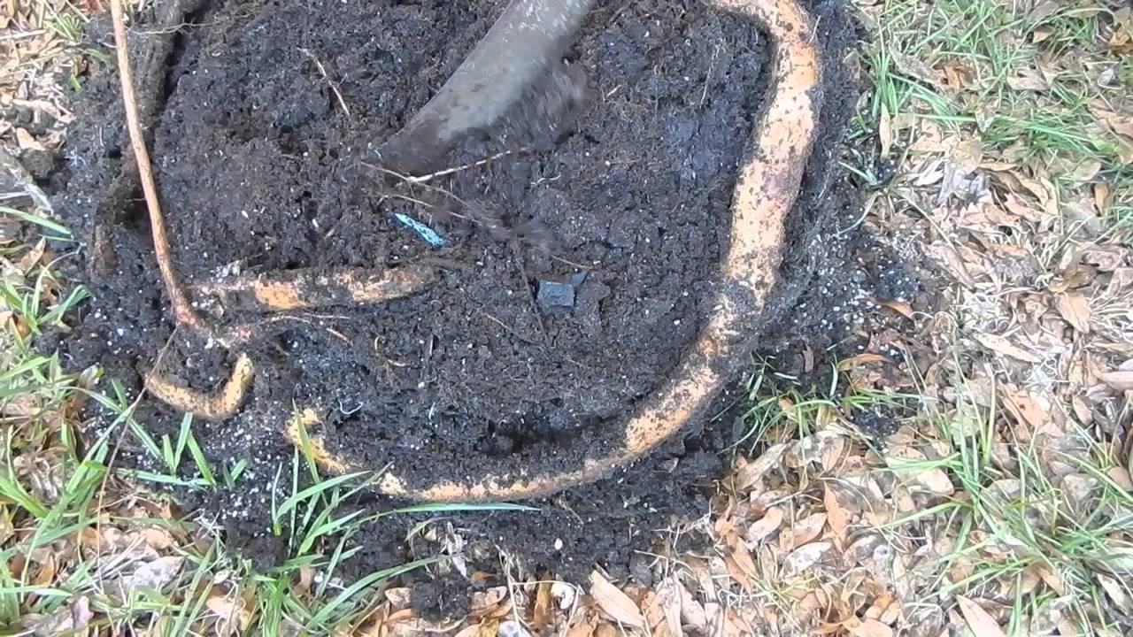 Chinese Yam Roots - YouTube