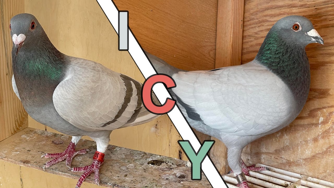 Introducing Icy: My Barless and Dilute Racing Homer Pigeons - YouTube