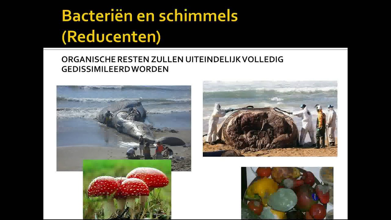 14 koolstofkringloop - YouTube