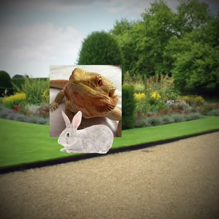 Bunnyyyy 😎 - YouTube