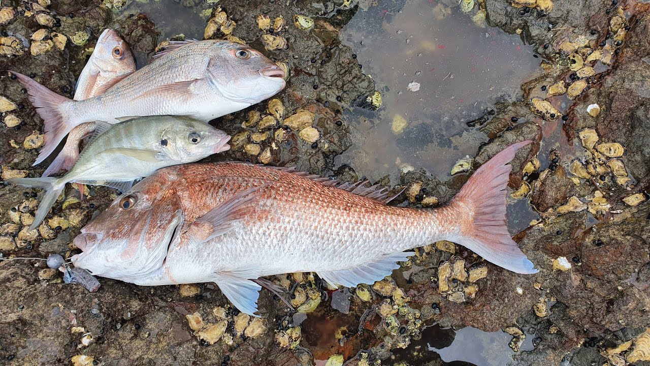Tara Fishing | Russell Nz | (Day 1) 7.5 kg Snapper hook by tito Rics ...