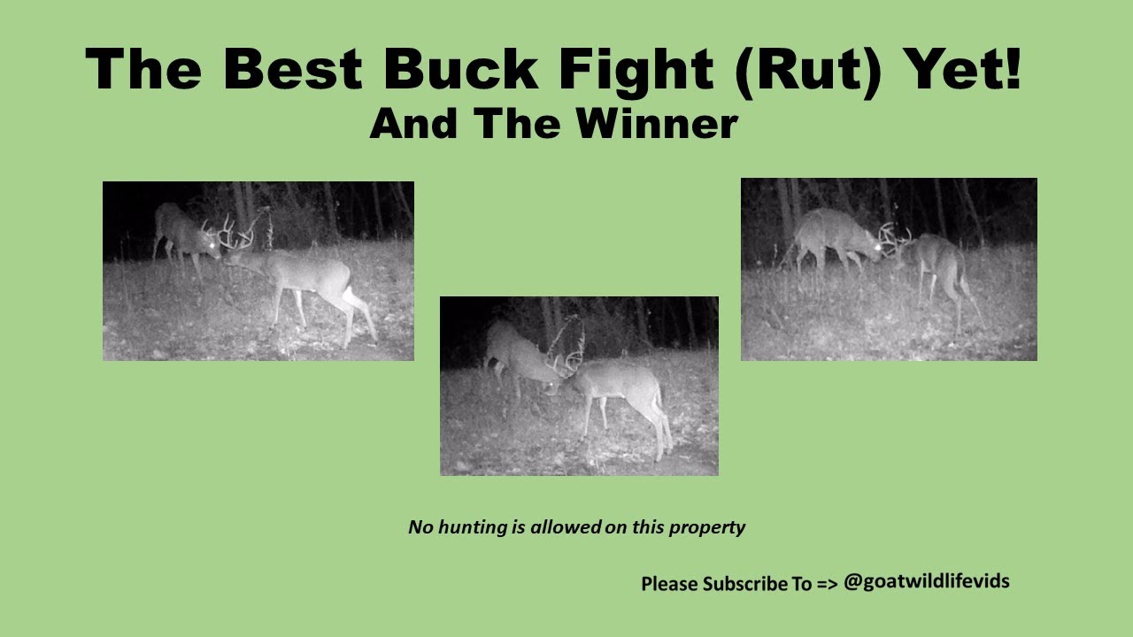 The Best Buck Fight (Rut) Yet! - YouTube