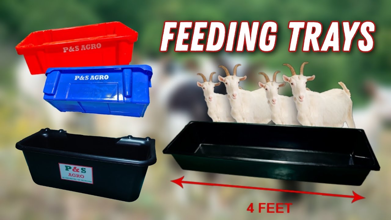 Goat Farming Feeding Tray Feeder for Goats & Sheep | New Farm Setup ...