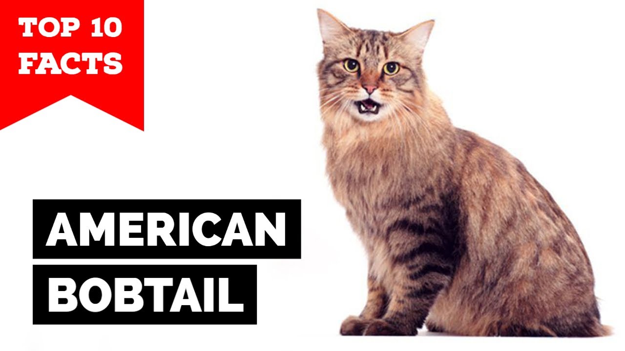 American Bobtail Calico