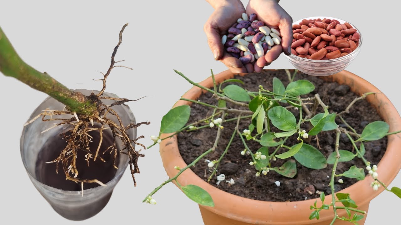 Hormonas Naturales para Enraizar Esquejes y Tener Árbol de Limón en ...