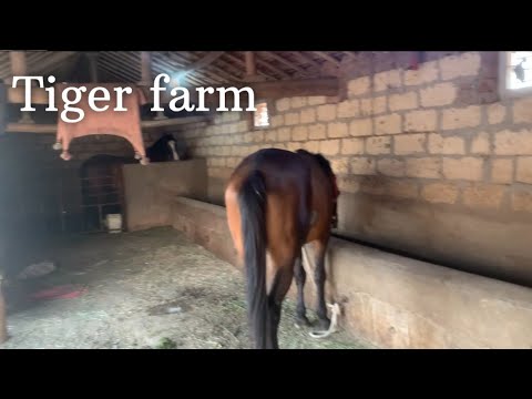 આજે વર્જાંગ ને ટ્રેનિગ આપી ।।#horseriding #horsepower #horsetraining ...