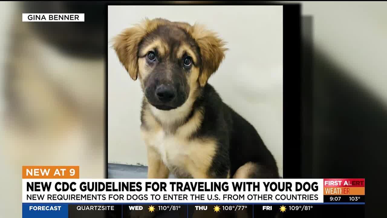 New CDC guidelines for entering US with your dog - YouTube