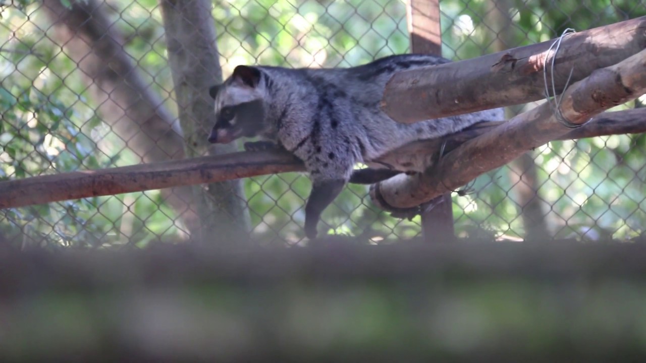 So Beautiful Asian palm civets |Asia Animals| - YouTube