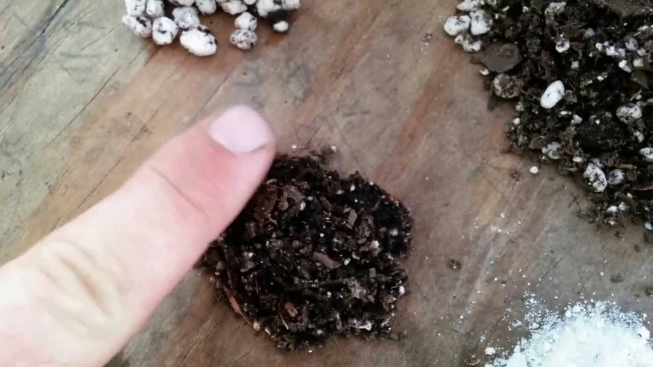 Ideal soil mixture for bromeliads aechmea neoregelia alcantarea ...