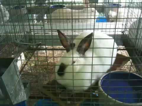 Californian meat rabbits - YouTube
