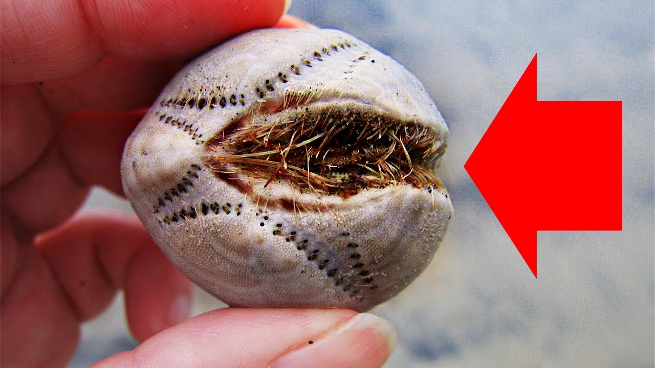 When Strange Orbs Started Washing Up On Beaches, That Left Everyone ...