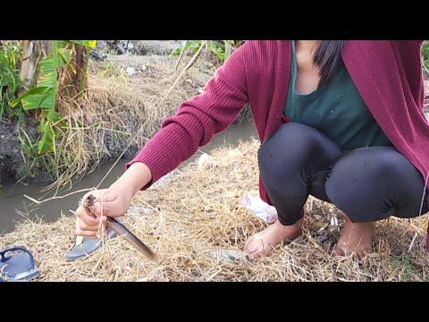 Cewek Cantik Mancing Belut Sampek Belepotan lumpur || Lady Angler || Mancing Belut || Mancing Cantik