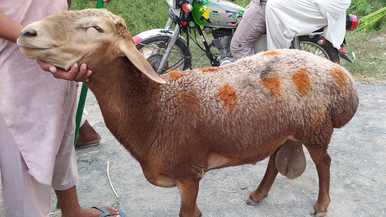 Dumba | The most beautiful Lamb (dumba) for Sunnat e Ibrahimi - YouTube