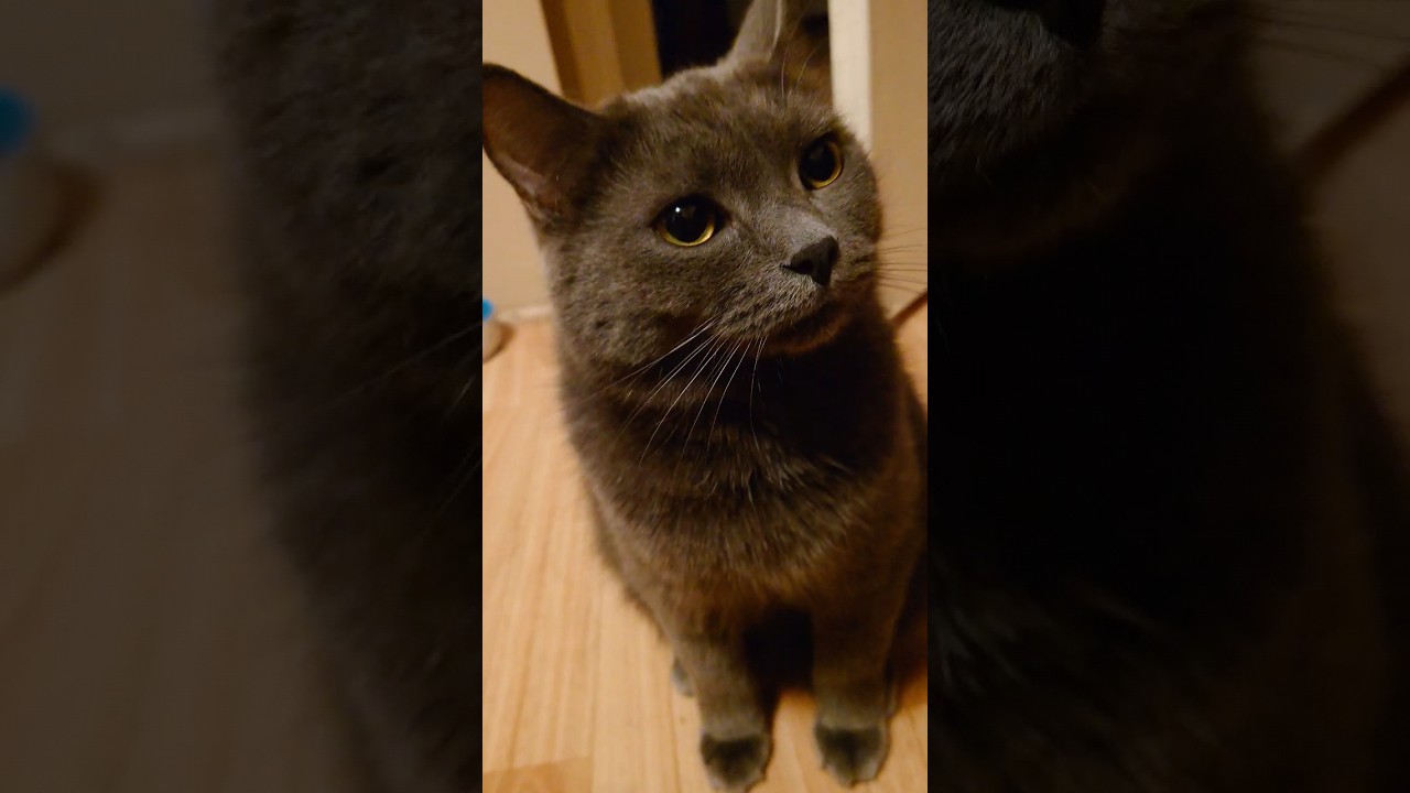 The cat Kuzya - YouTube