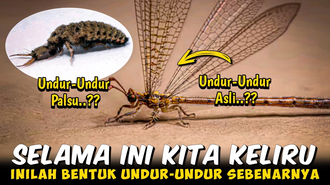 SIKLUS HIDUP UNDUR-UNDUR DARI TELUR HINGGA DEWASA - YouTube