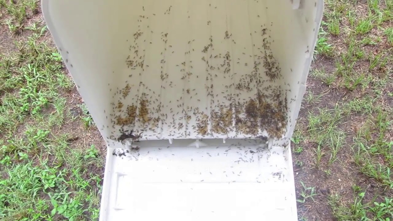 ANTS in the mailbox trick. - YouTube
