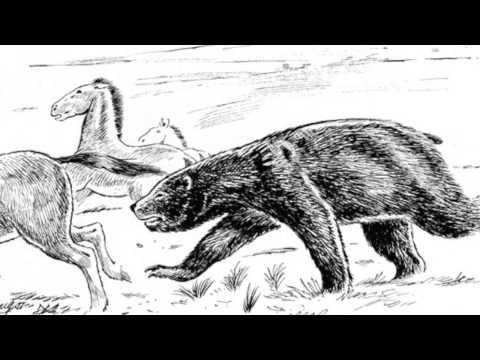 Bergman's Bear (Possible Real Cryptid)
