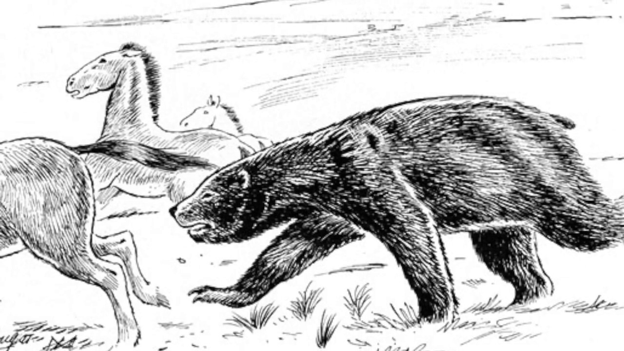 Bergman's Bear (Possible Real Cryptid) - YouTube