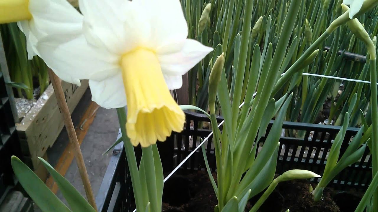 Rare Daffodils from DutchGrown - YouTube