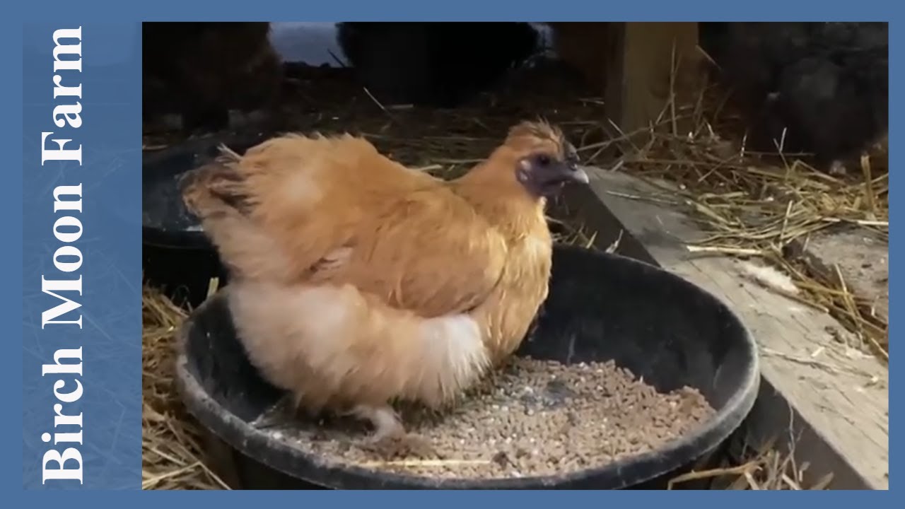 What Are the Chickens Up To? | Update on Our Rooster Ash - YouTube