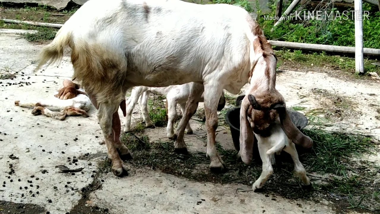 Lihat Perkembangan 5 Baby Kambing Opah Setelah 4 Hari yuuuk.... - YouTube