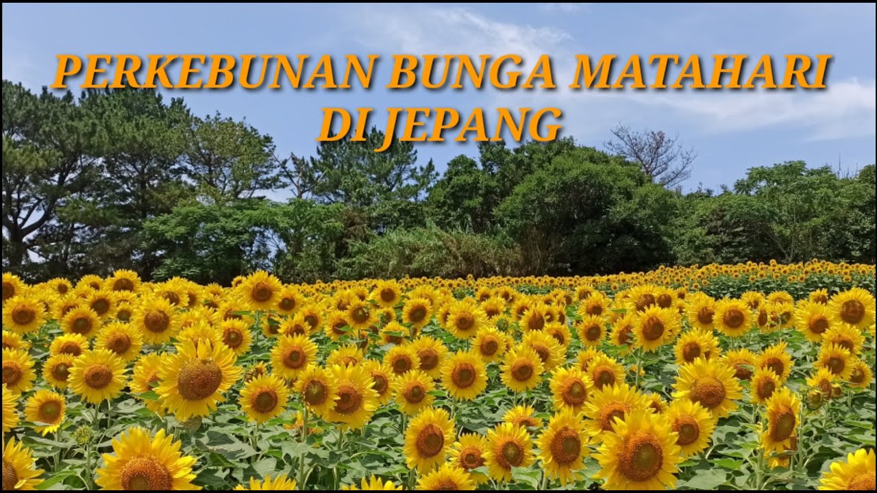 PERKEBUNAN BUNGA MATAHARI DI JEPANG @norokuntv7299 - YouTube