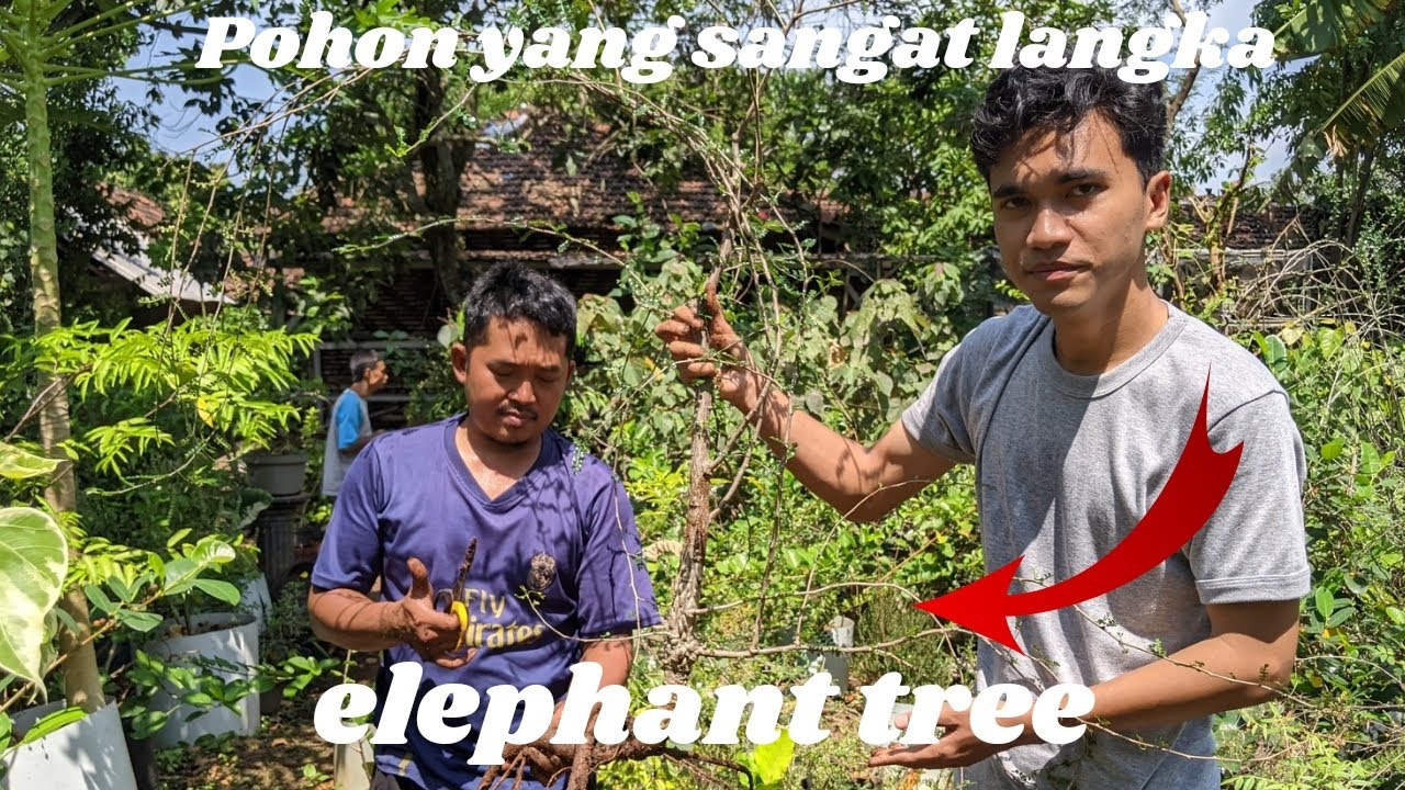 elephant tree pohon yang langka kini di budidaya di Mayong raya jepara ...