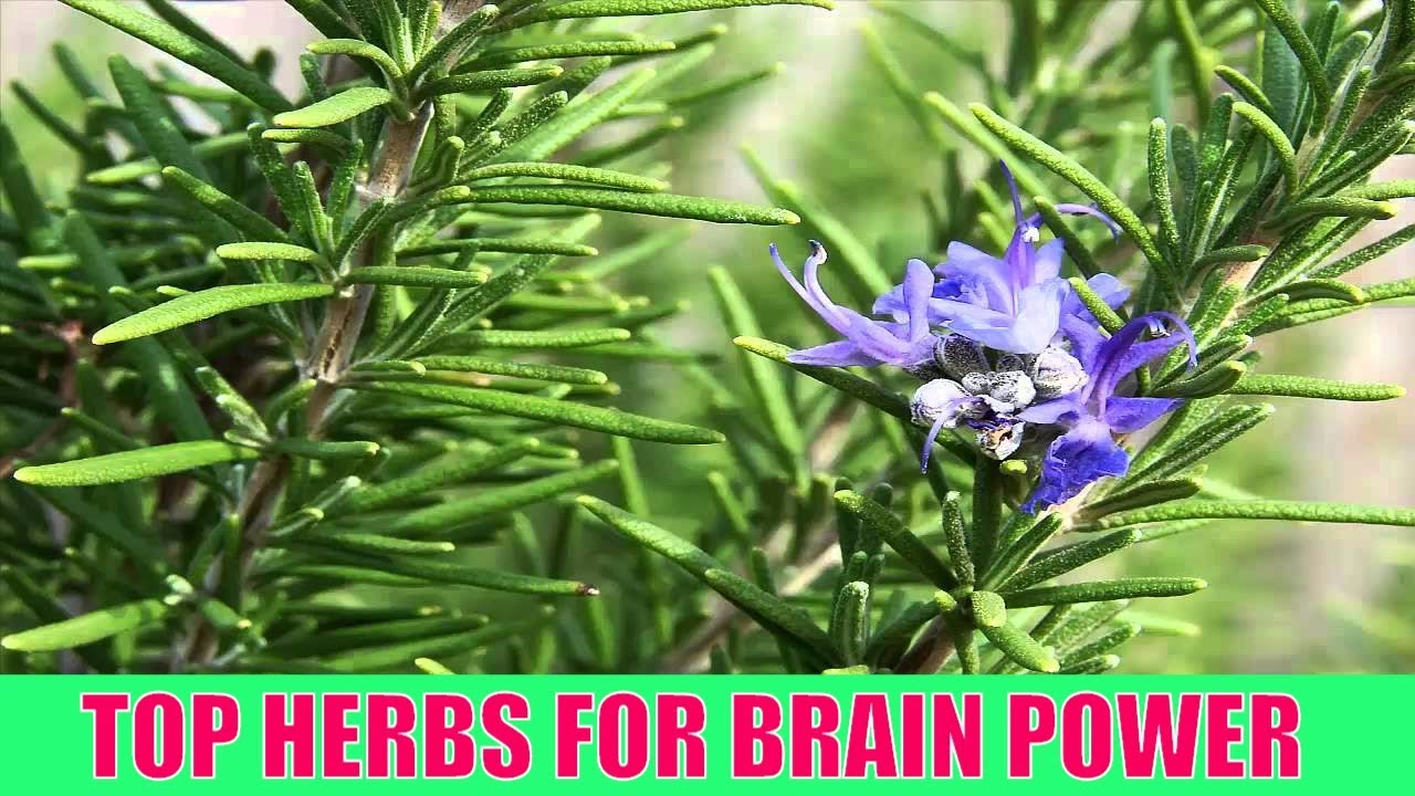 FIGHTING DEMENTIA With These TOP HERBS FOR BRAIN POWER, Improve Your ...