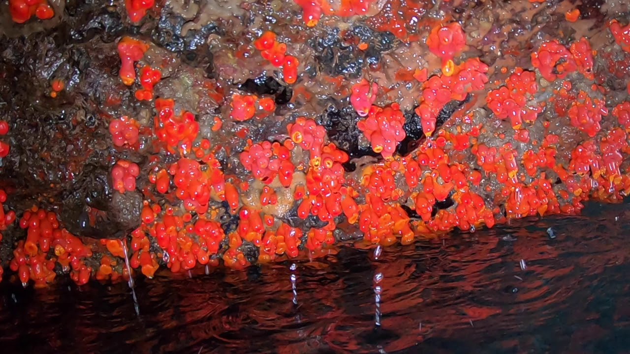 Martinique snorkeling corail - YouTube