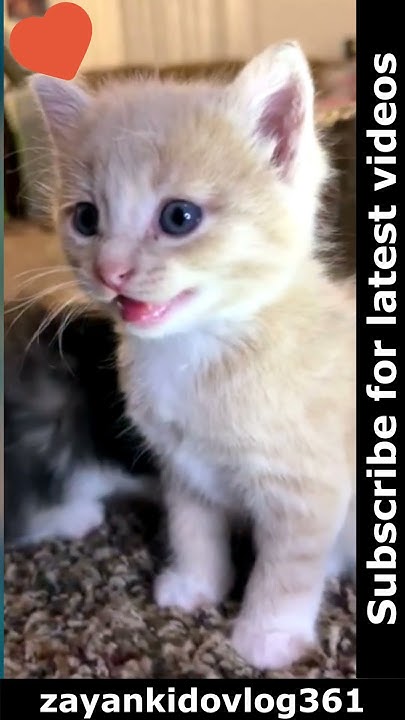 How to react kitten video | Cat meow videos | Funny cat videos | #catvideos #zayankidovlog361 ...