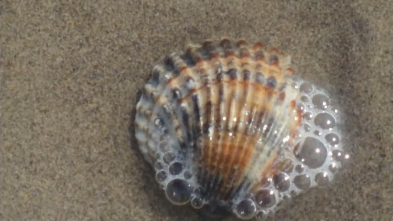 2024-04-04 (I) Naravni rezervat Stara dolina "Valle Vecchia" - YouTube