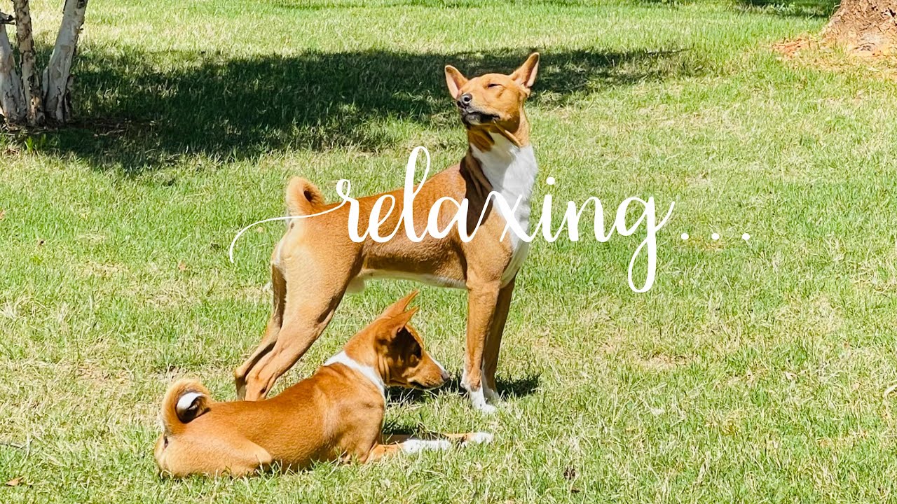 6 Minutes of 2 Basenjis Enjoying the Sun, Sounds & Smells of the ...