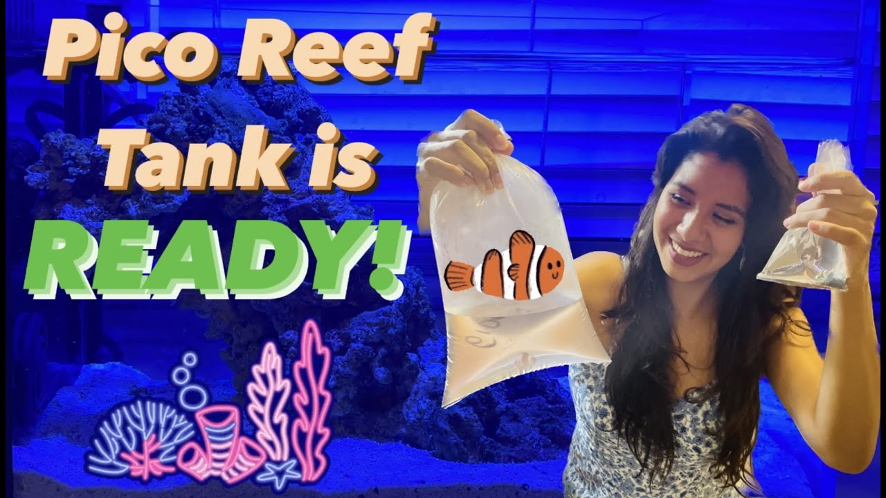 Setting up my own Pico Reef Tank - Final Part!!! - YouTube