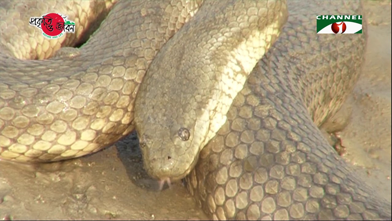 Nature and Life - Episode 300 (Biodiversity of Char Areas) - YouTube