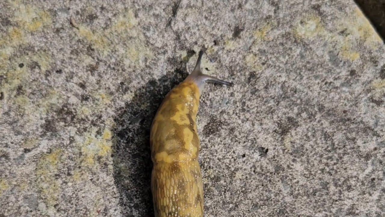 I spotted this Yellow Cellar Slug out when it was hot and sunny! 😮 ...