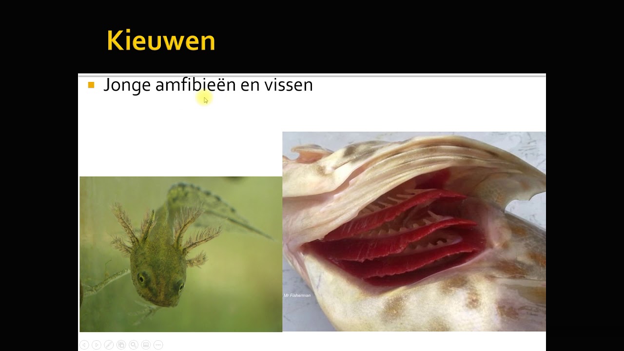 gaswisseling insecten en vissen - YouTube