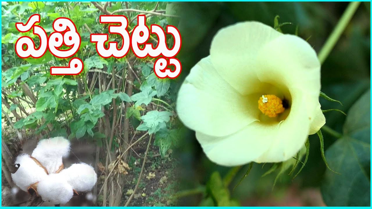 స్త్రీపురుష సమస్యలకు--పత్తి చెట్టు-ఔషధోపయోగాలు//Pathi chettu Benefits ...