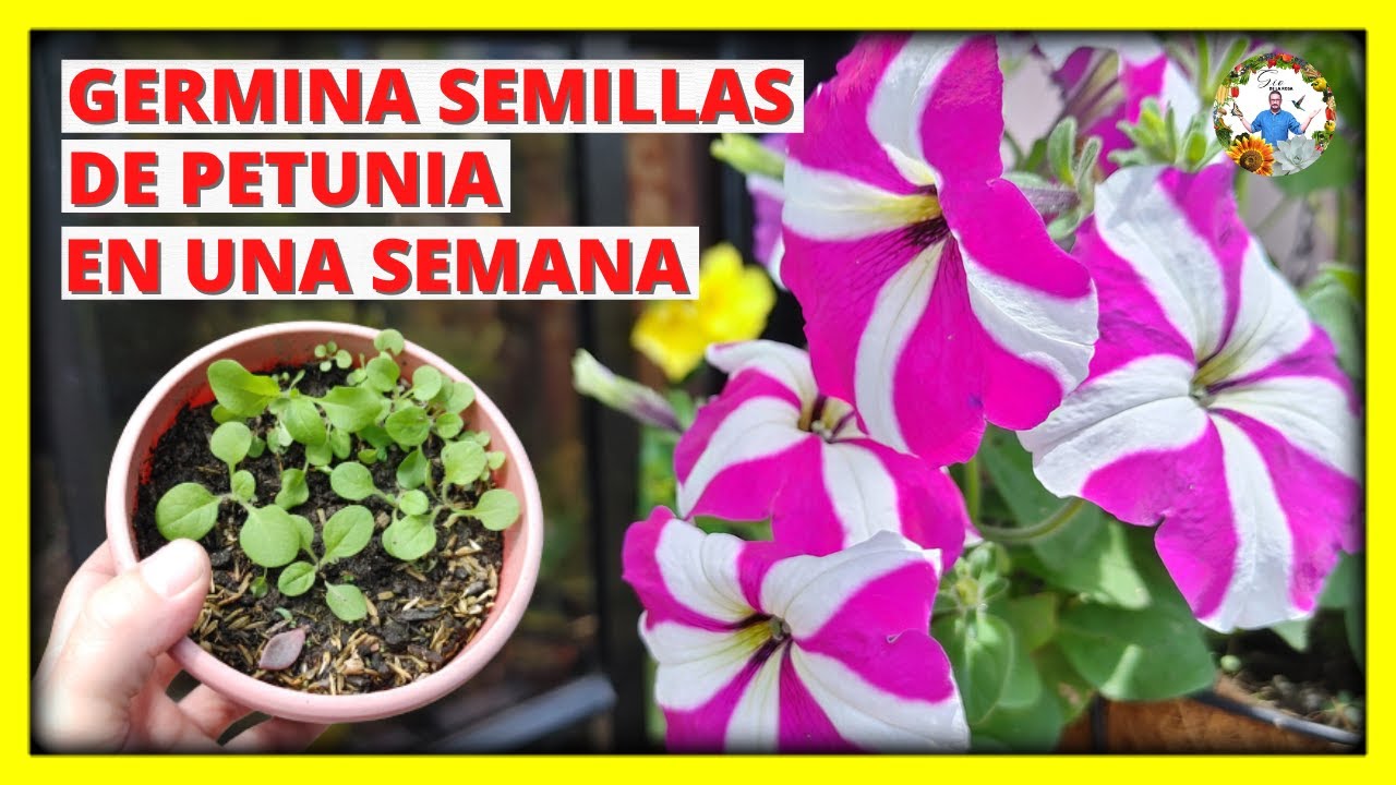 COMO GERMINAR SEMILLAS de la planta de PETUNIA EN POCOS DIAS - EL METODO CORRECTO | Gio de la ...