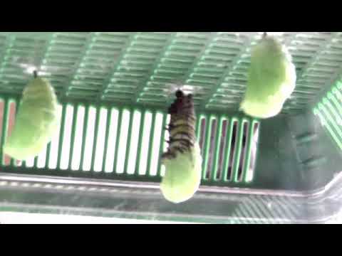 Monarch Chrysalis formation - YouTube