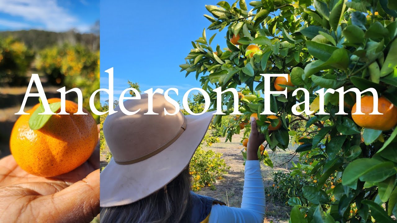 Orange picking Anderson Farm, Sydney Australia. - YouTube